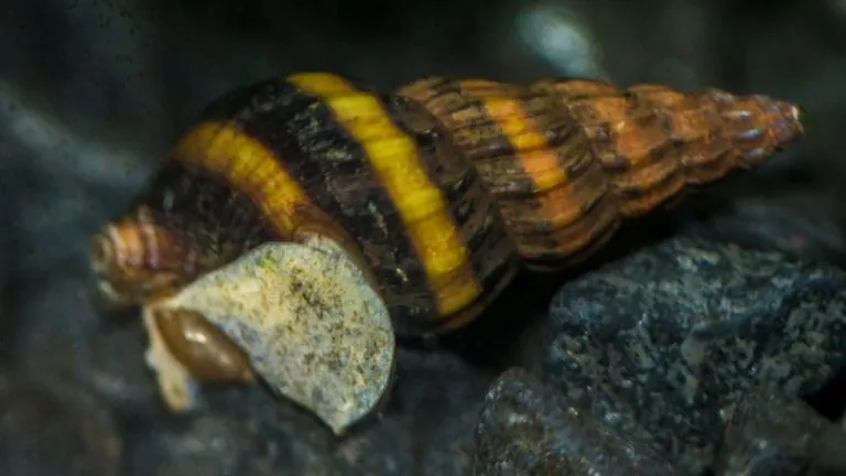 What Do Assassin Snails Eat?