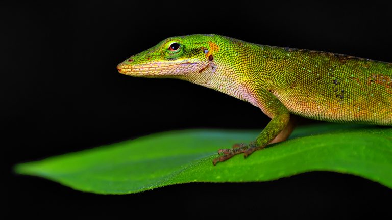 What Do Anole Lizards Eat?
