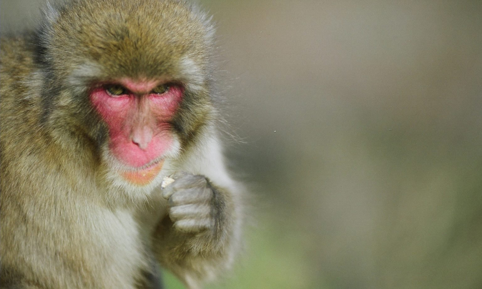 What Do Snow Monkeys Eat?
