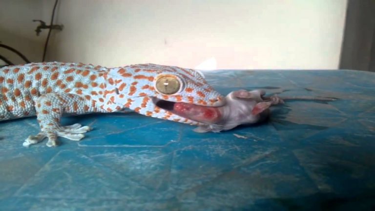 What Do Tokay Geckos Eat