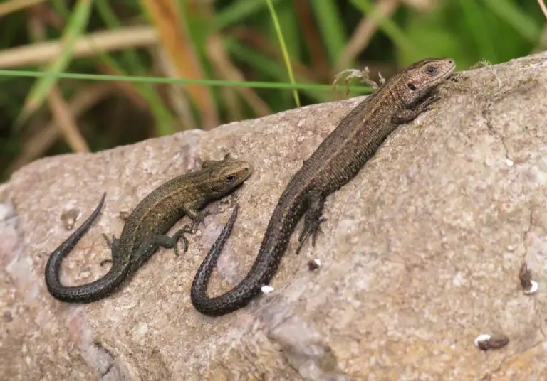 What Do Wild Lizards?