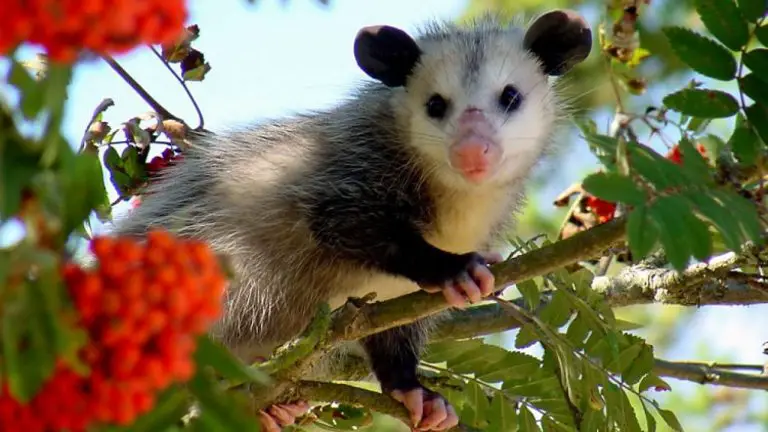 What Fruit Do Possums Eat?