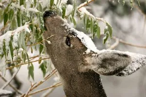 What Do Deer Eat In Winter?