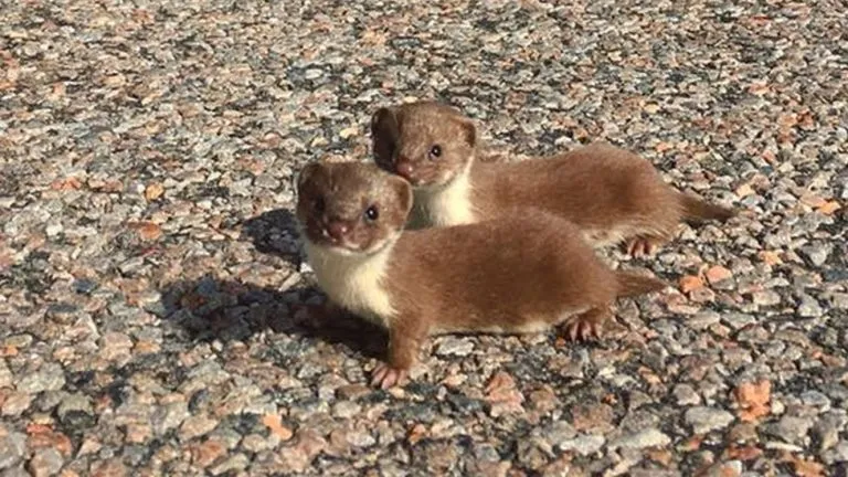 What Do Baby Weasels Eat?