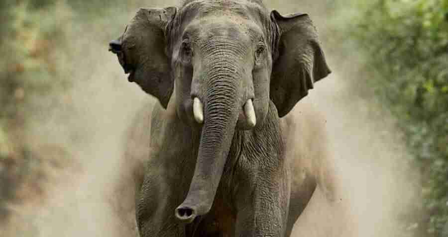 What Do Wild Elephants Eat?