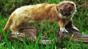 What Do Arctic Weasels Eat?