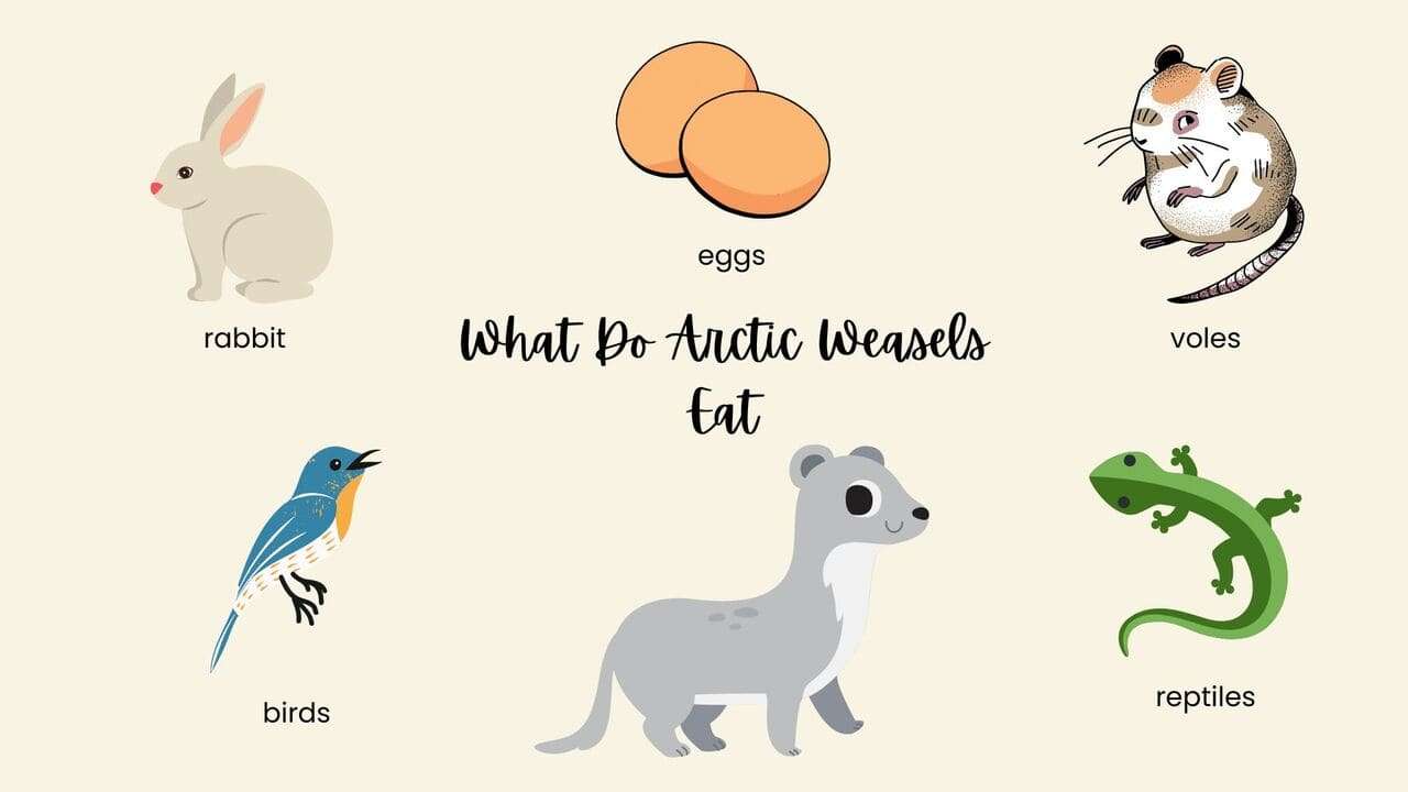 What Do Arctic Weasels Eat?