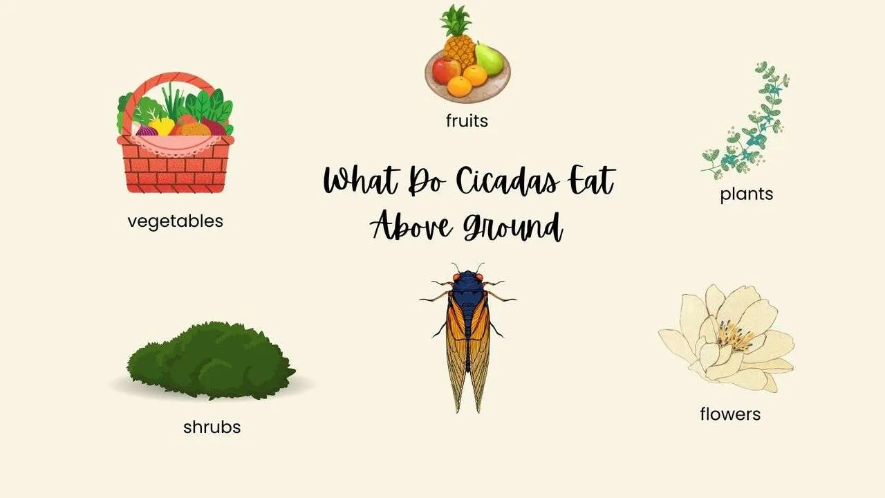 What Plants Do Cicadas Eat?