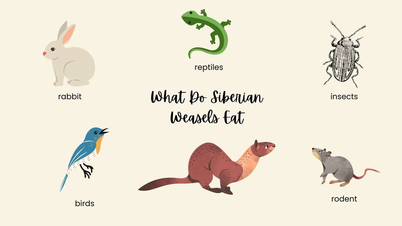 What Do Siberian Weasels Eat?