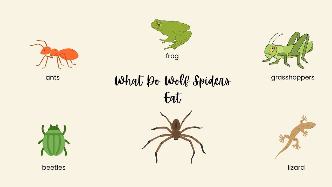 What Do Wolf Spiders Eat: 12+ Favorite Foods