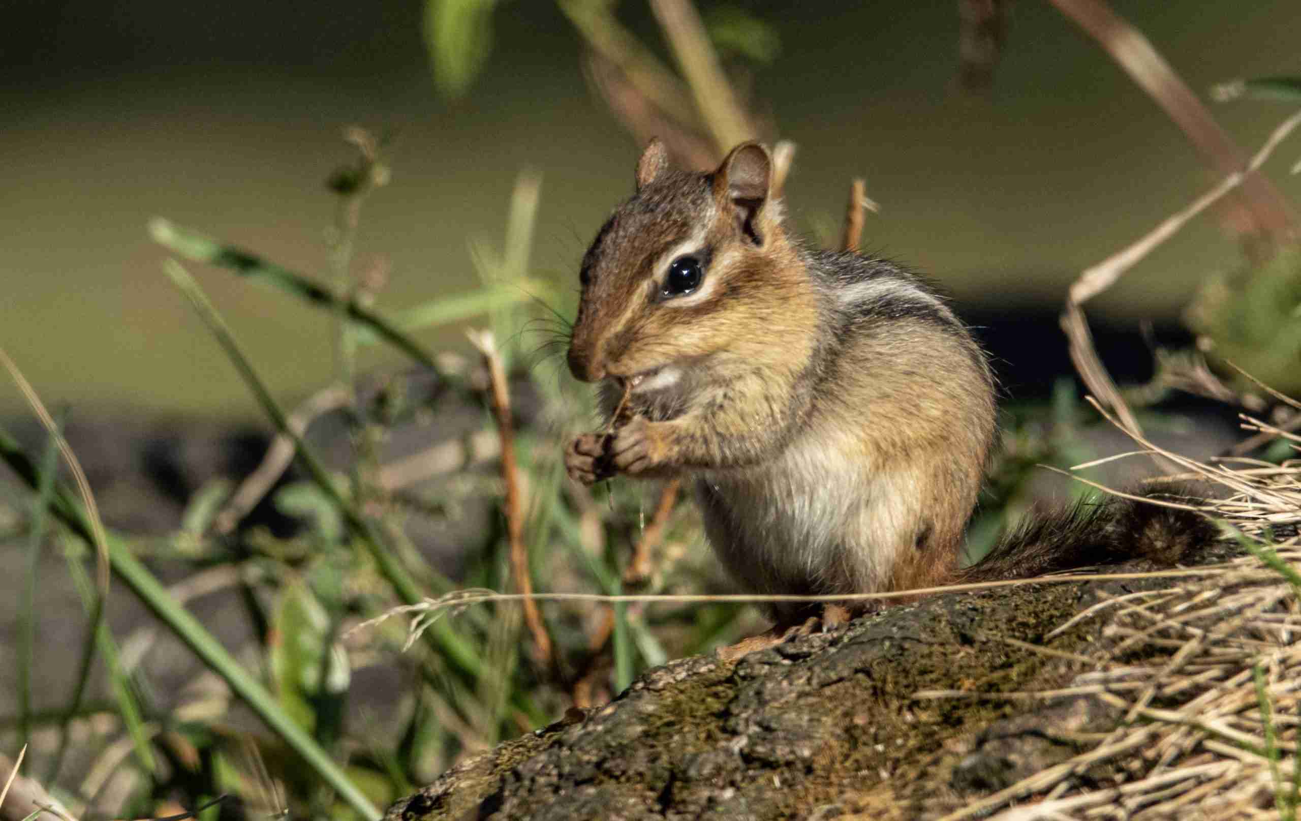 What Do Wild Chipmunks Eat?