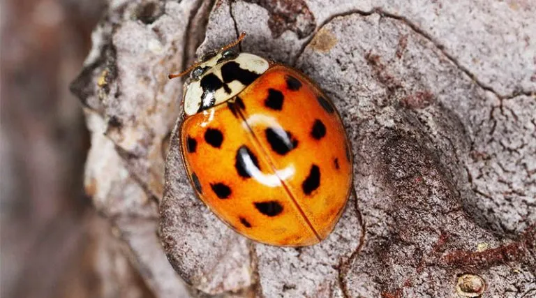 What Do Orange Ladybugs Eat?