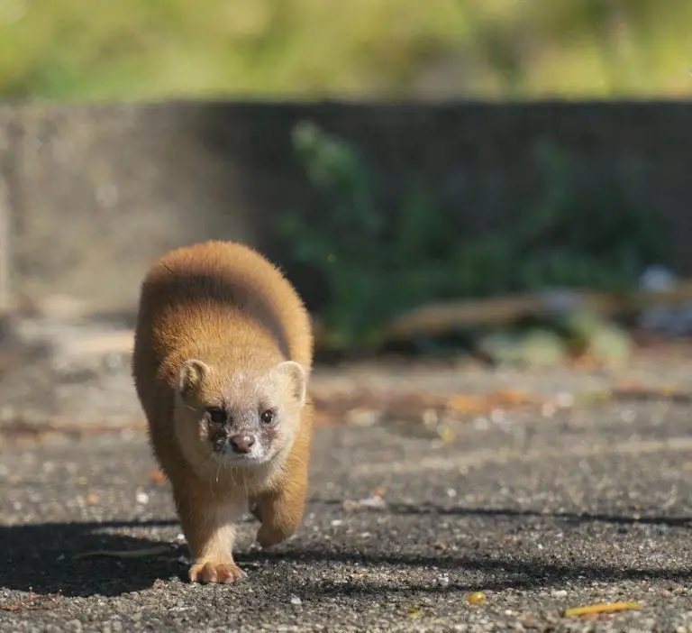 What Do Siberian Weasels Eat?