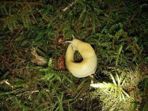 What Do Banana Slugs Eat? 6 Foods They Love! - Feeding Nature