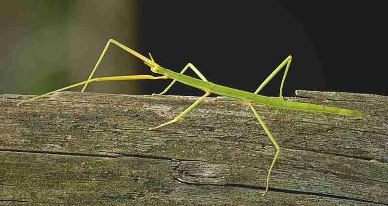 What Do Baby Stick Bugs Eat?