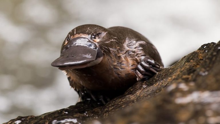 What Do Platypus Eat