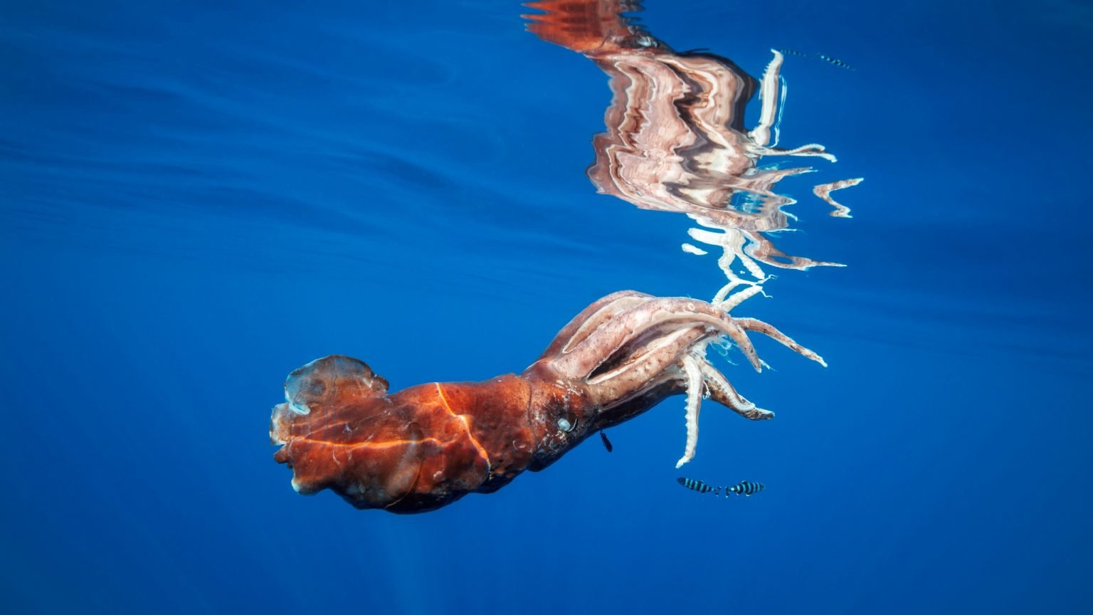 What Do Colossal Squid Eat?
