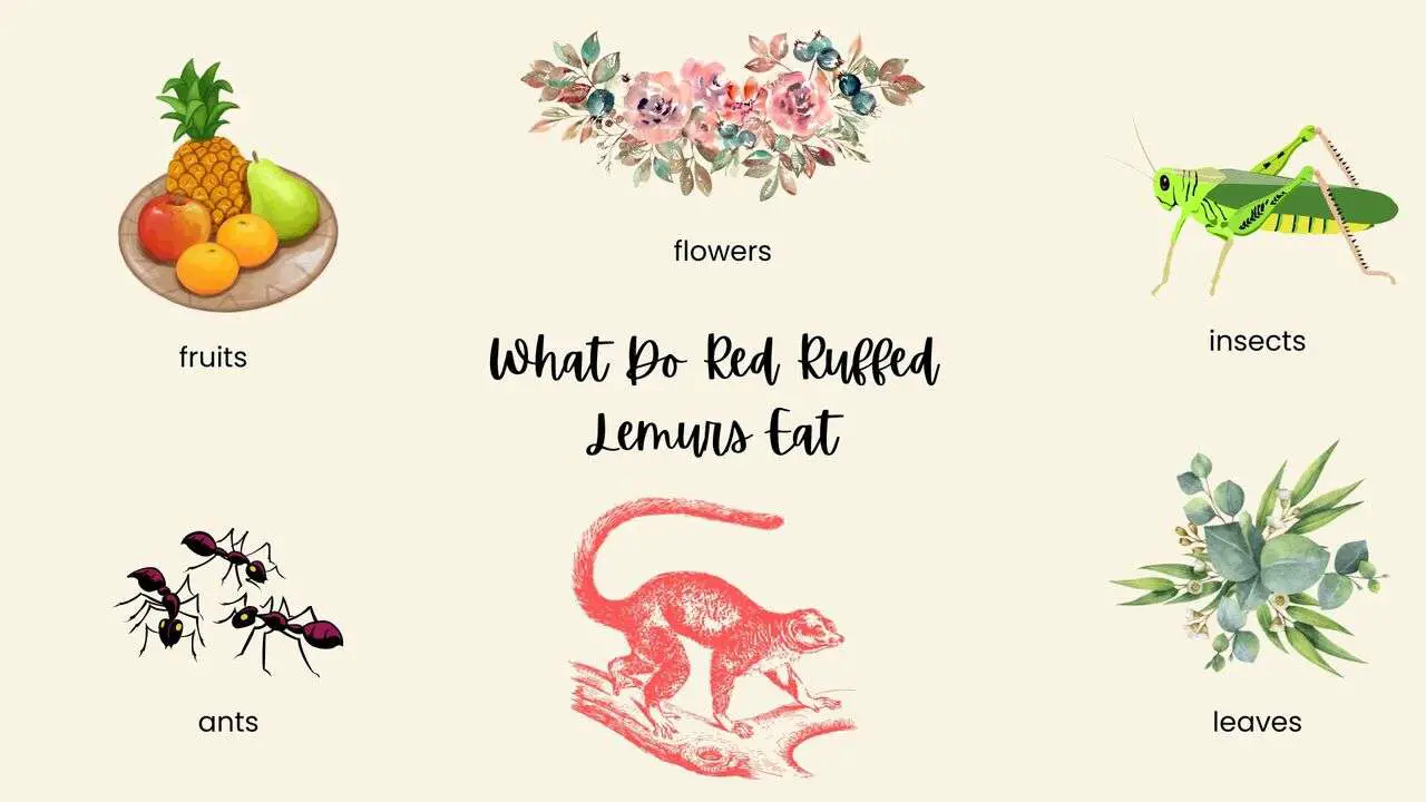 What Do Red-ruffed Lemurs Eat?