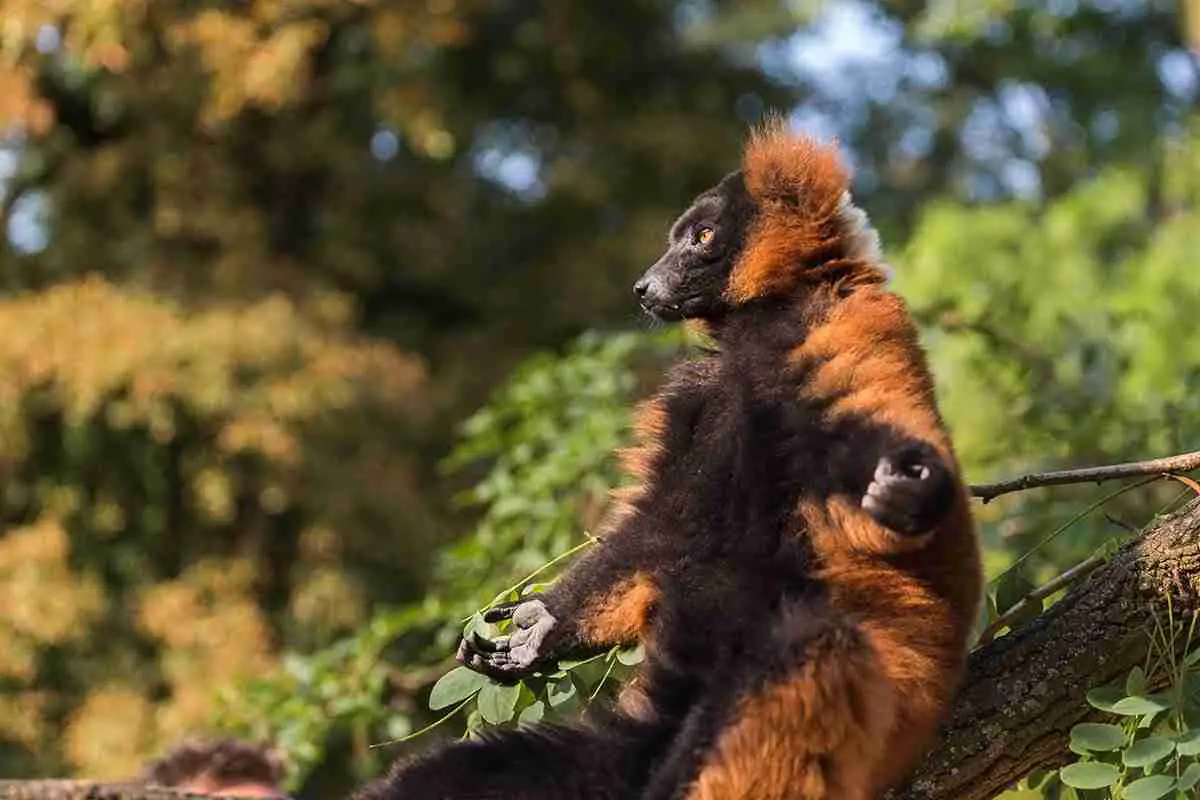 What Do Red-ruffed Lemurs Eat?