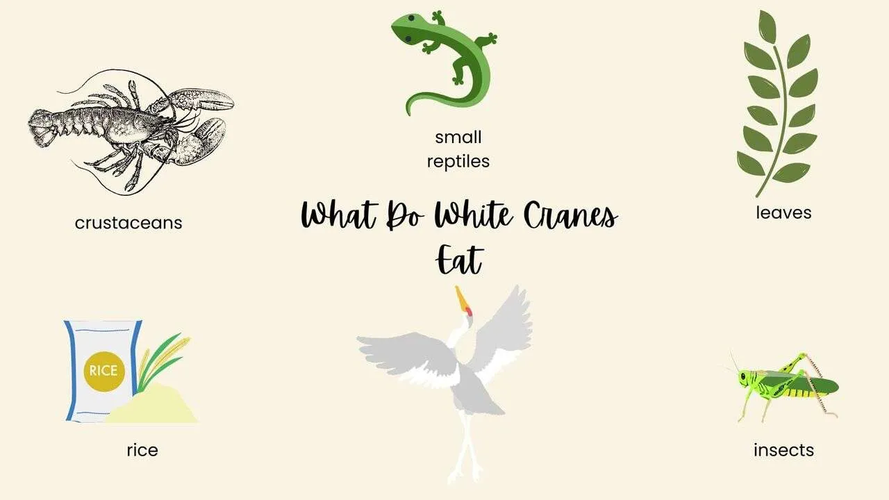 What Do White Cranes Eat?