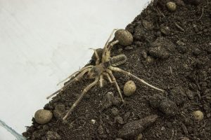 What Do Camel Spiders Eat? - Feeding Nature