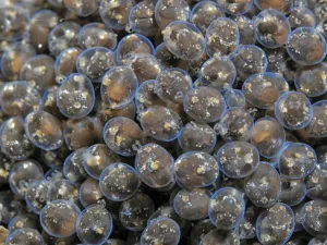 What Do Jawed Leeches Eat? 6 Foods They Like - Feeding Nature