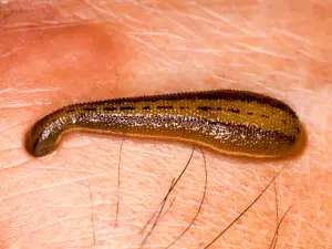 What Do Snail Leeches Eat? - Feeding Nature