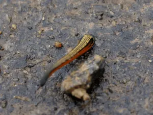 What Do Snail Leeches Eat? - Feeding Nature