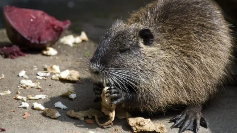 What Do Nutria Eat?