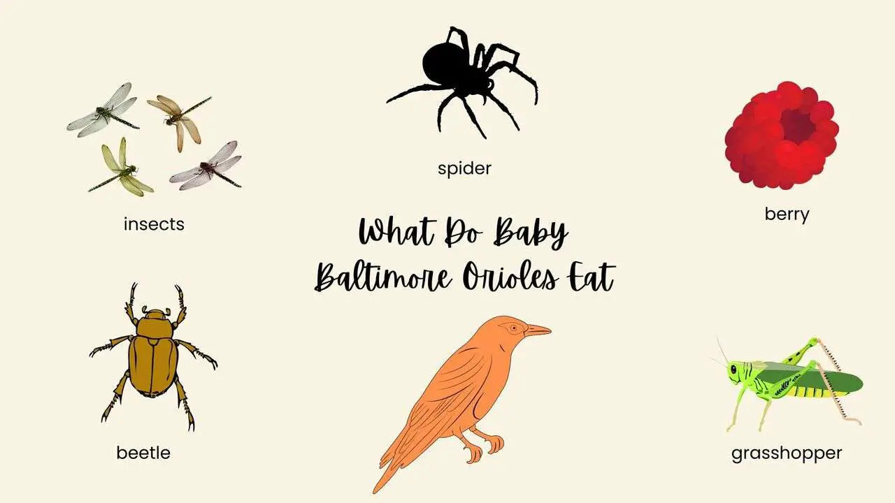 What Do Baby Baltimore Orioles Eat?