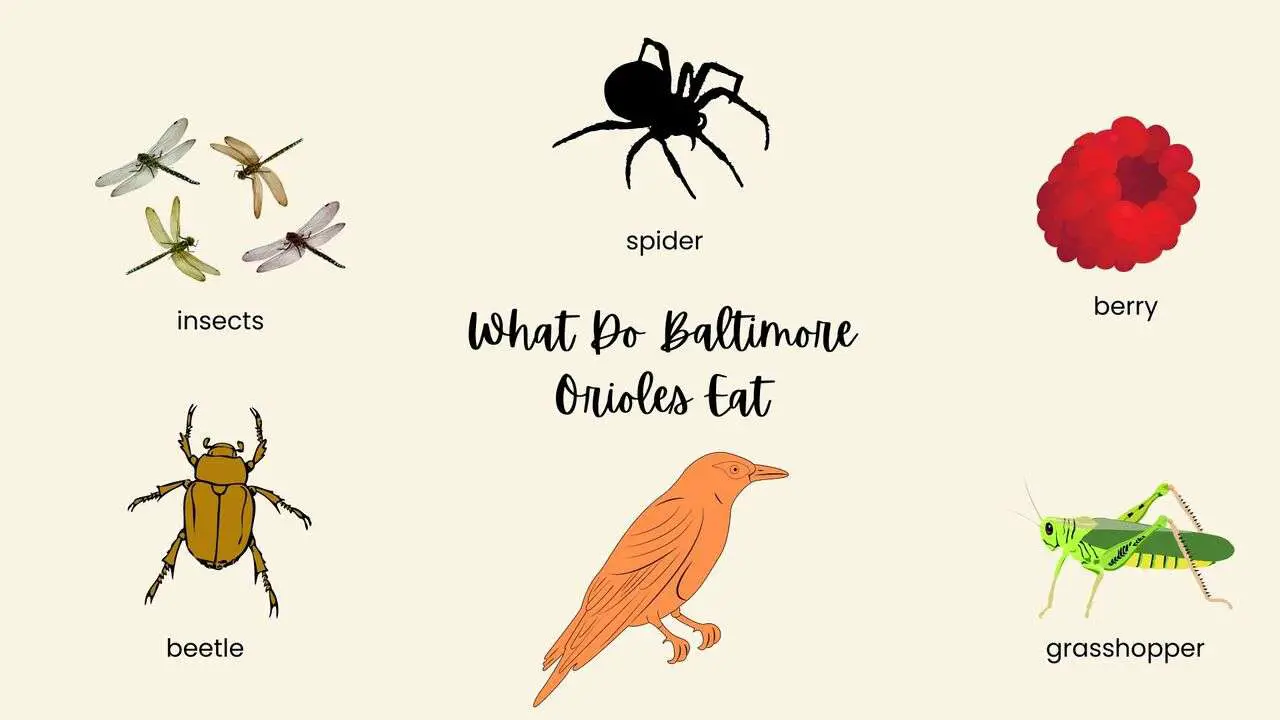 What Do Baltimore Orioles Eat?