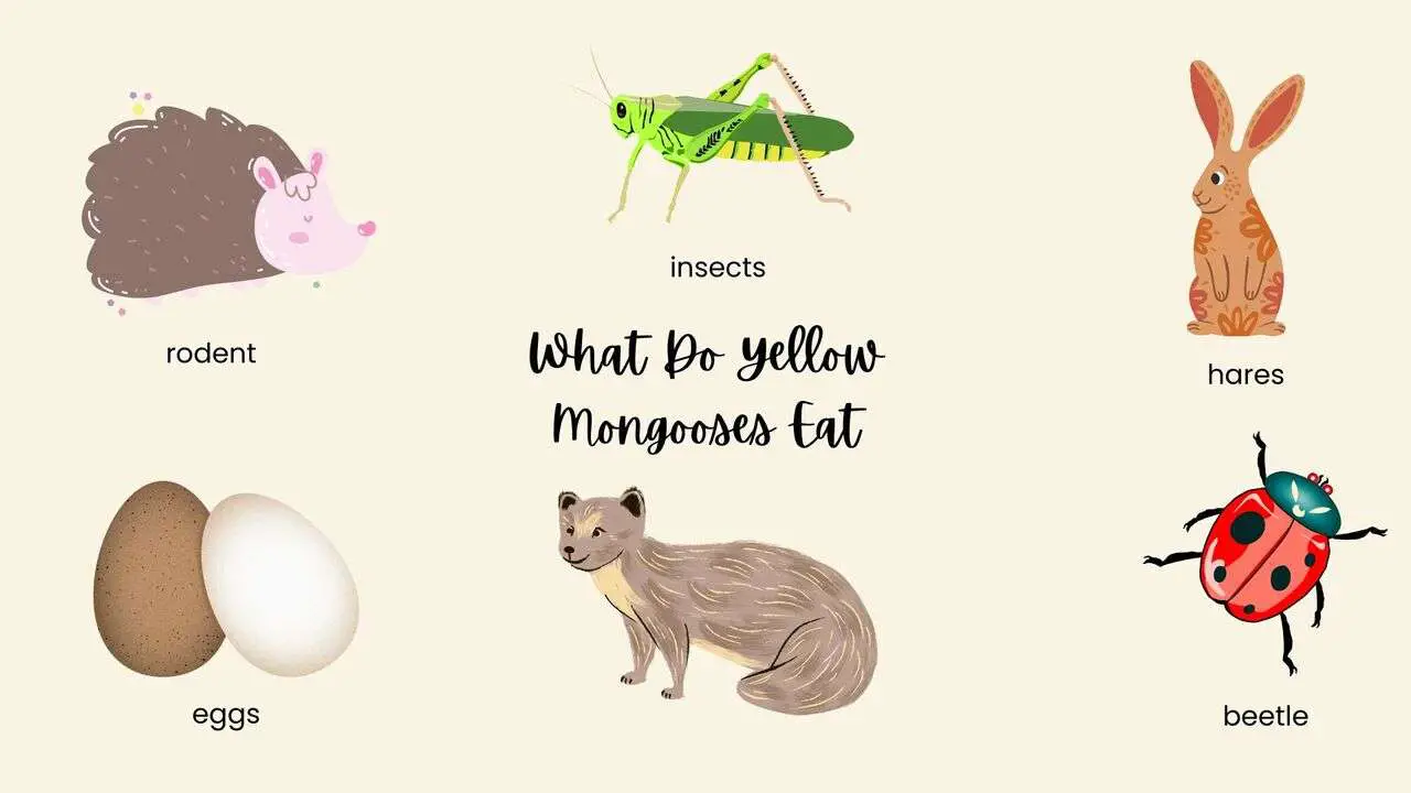 What do yellow mongooses eat?