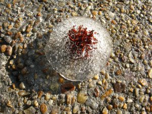 What do Luna moths eat? A Complete Guide - Feeding Nature