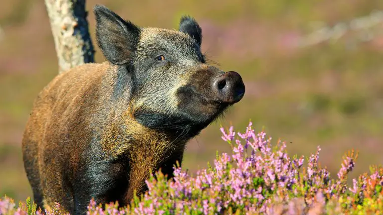 What Do Wild Boars Eat?