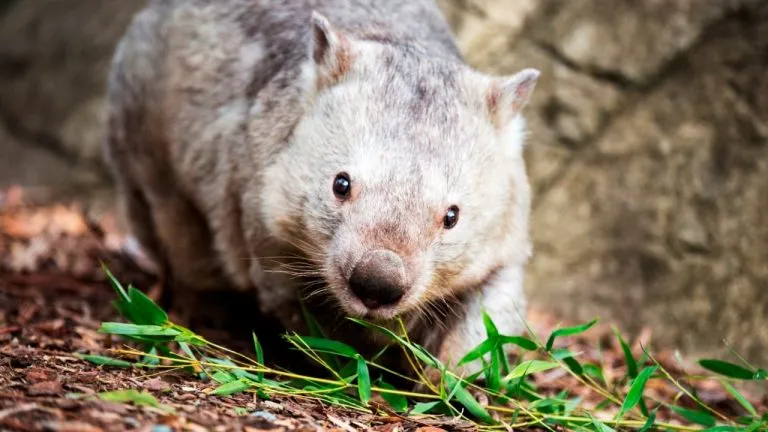 What Do Wombats Eat? - Feeding Nature