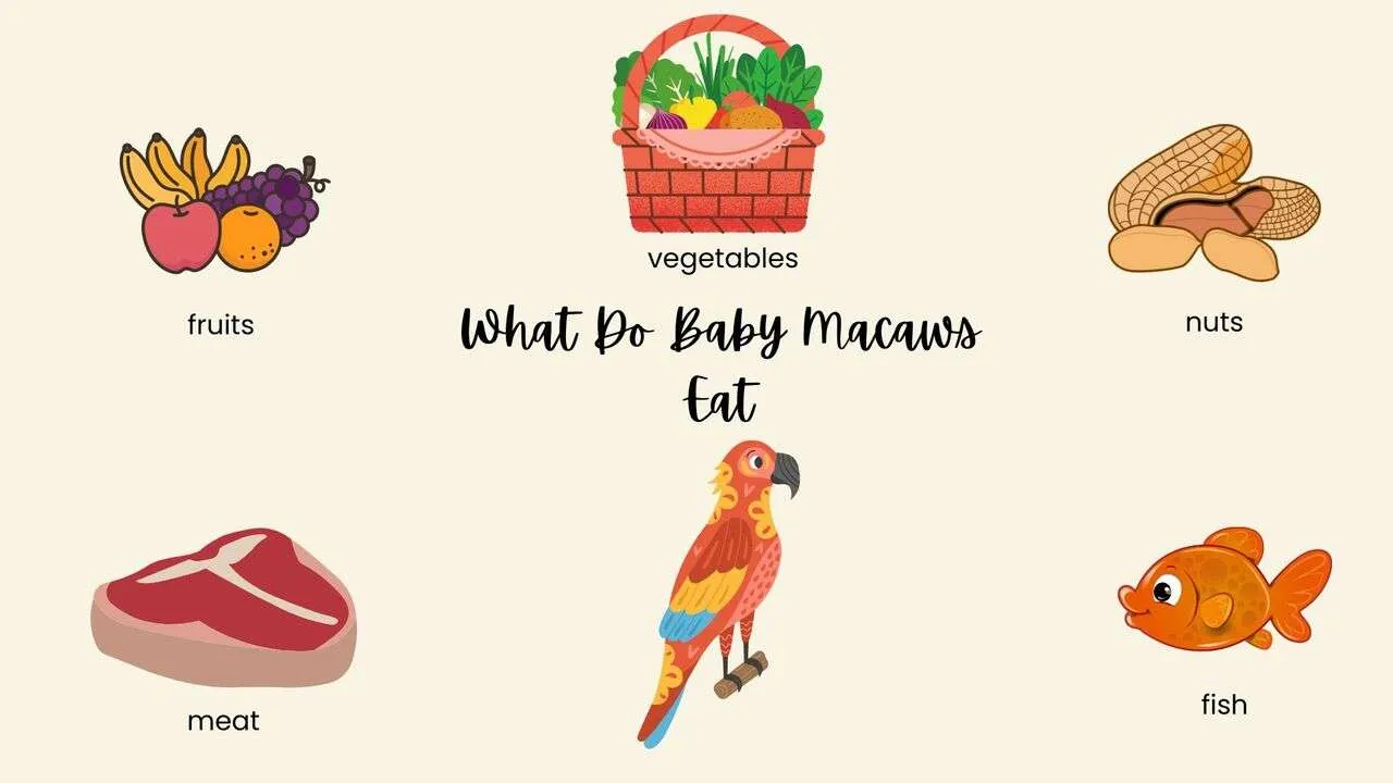 What Do Baby Macaws Eat?
