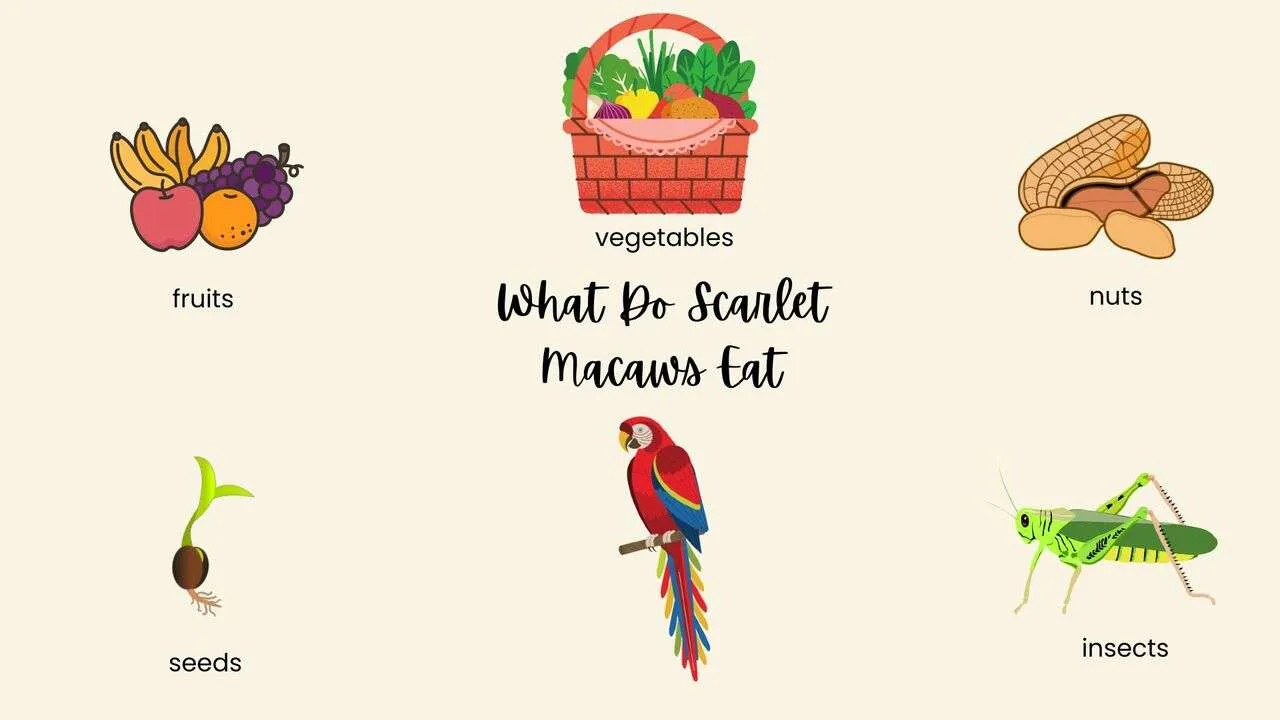 What Do Scarlet Macaws Eat?