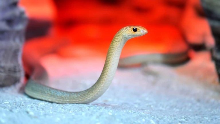 What Do Baby Milk Snakes Eat?