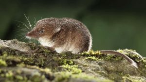 What Do Shrews Eat?