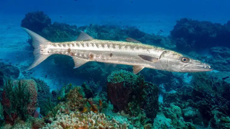 What Do Barracudas Eat?