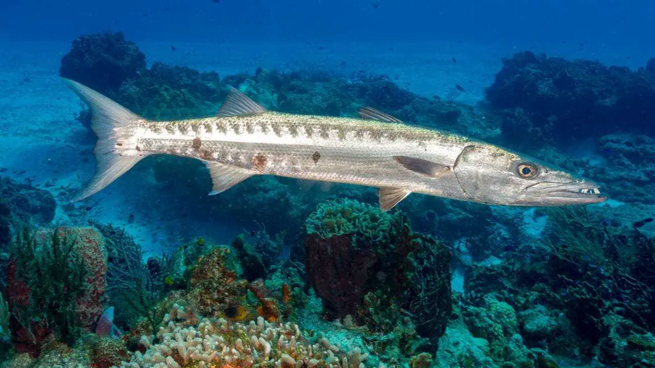 What Do Barracudas Eat?