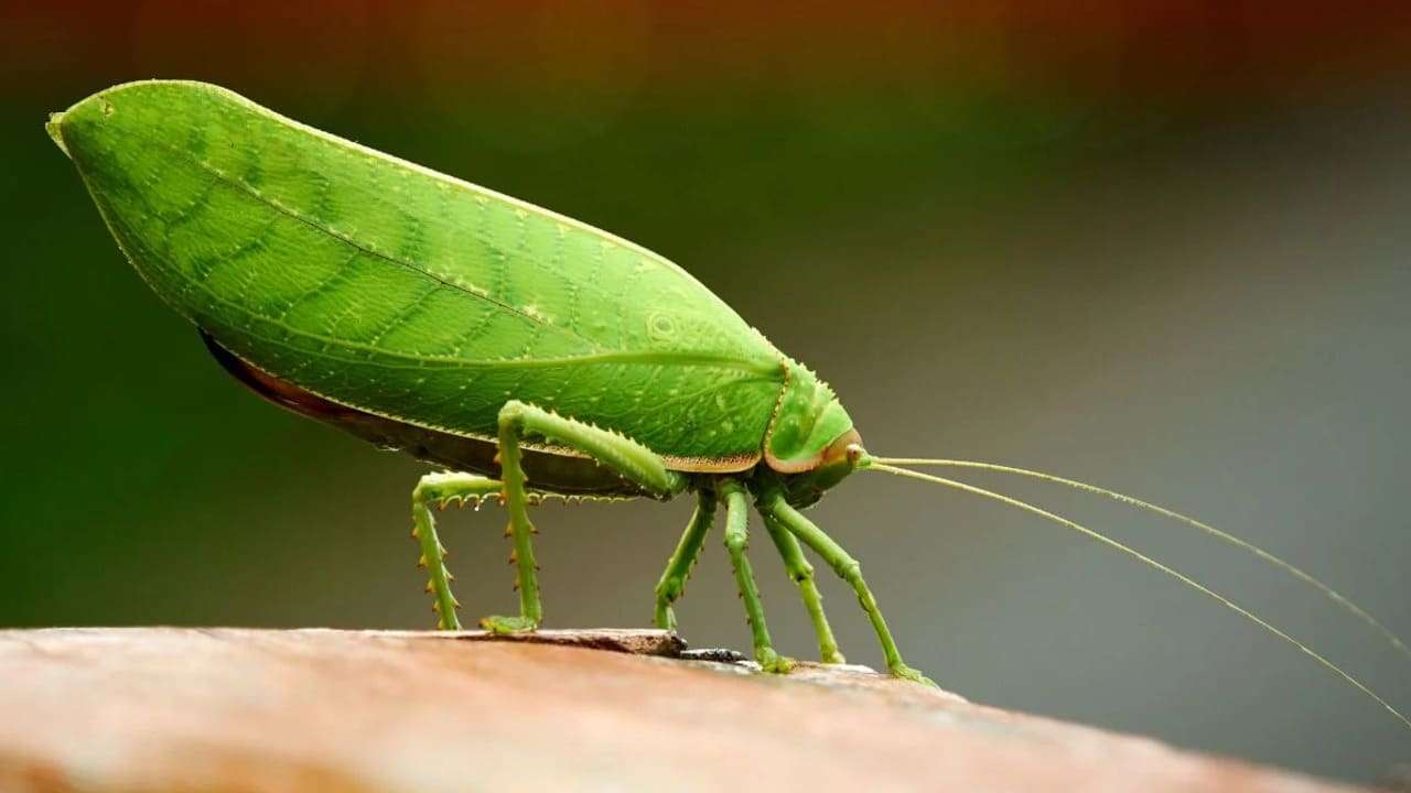 What Do Leaf Bugs Eat