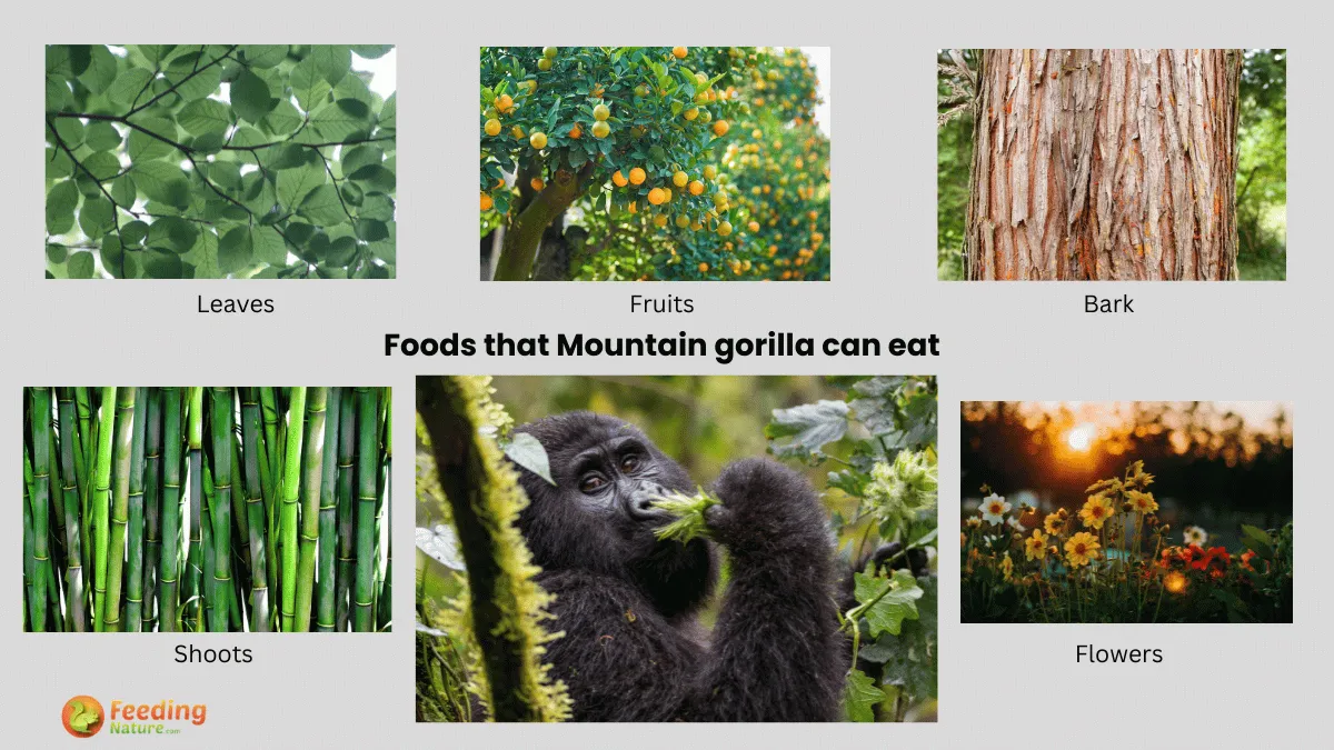 What Do Mountain Gorillas Eat? Exploring Their Dietary Preferences - Feeding Nature