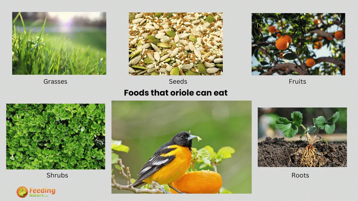 WHAT DO ORIOLES EAT? The Fascinating World of Oriol Diets - Feeding Nature