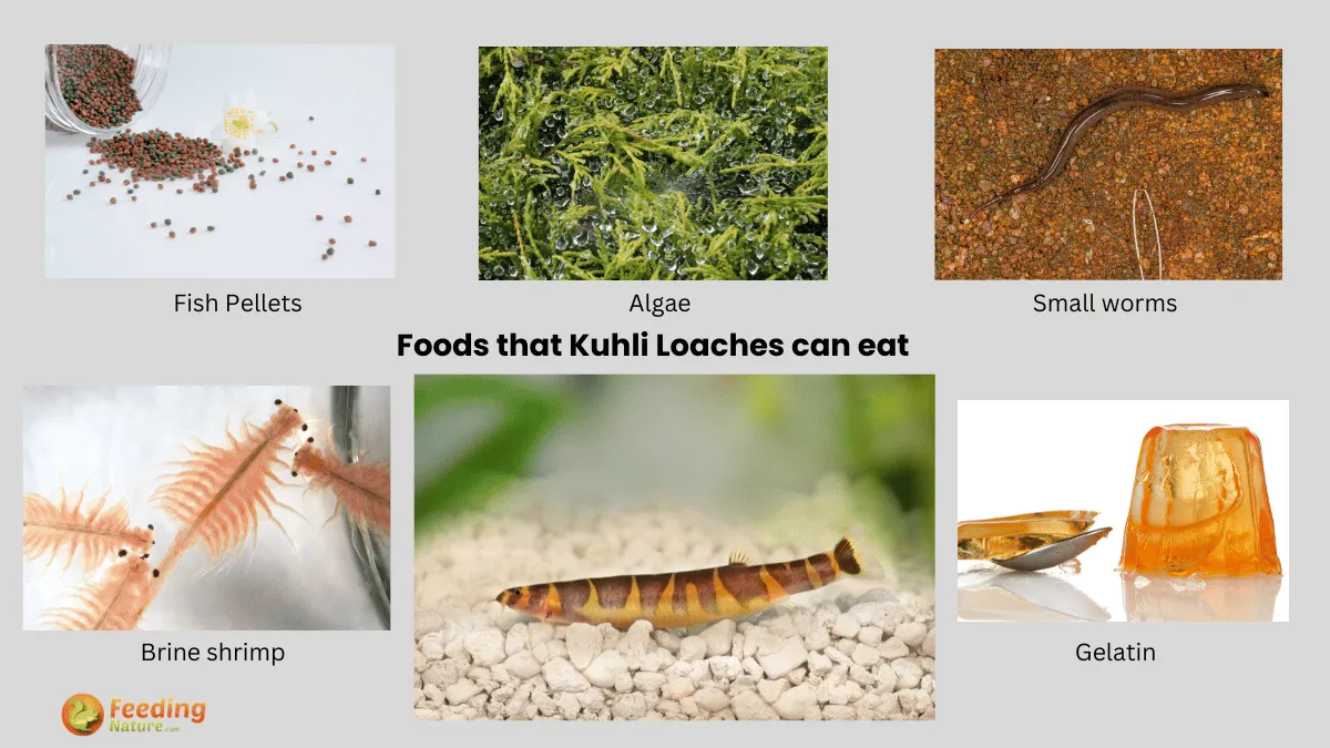 What Do Kuhli Loaches Eat? A Guide To Their Varied Diet - Feeding Nature