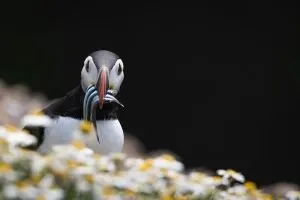 What Do Puffins Eat? A Culinary Adventure - Feeding Nature