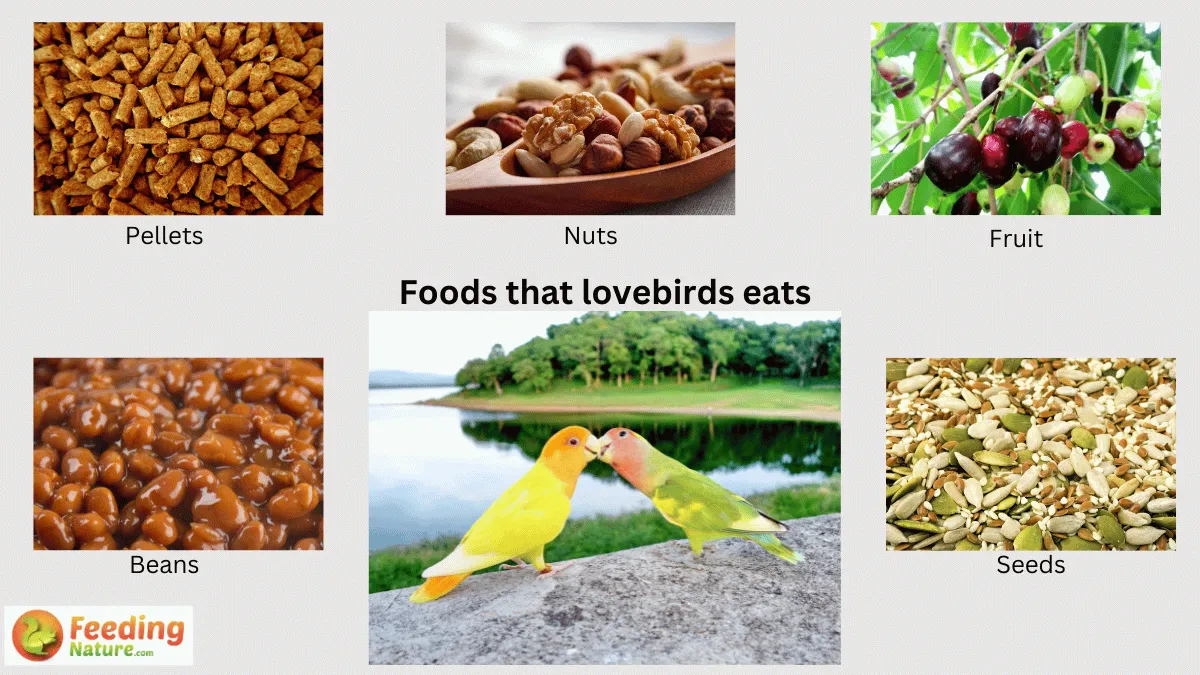 A Lovebird's Culinary Delight: What Do Lovebirds Eat? - Feeding Nature