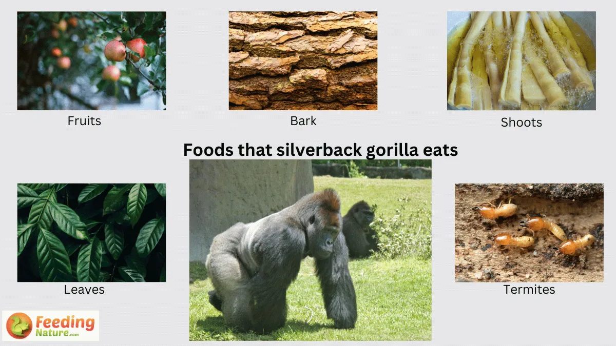 What Do Silverback Gorillas Eat? The Diet of Silverback Gorillas ...