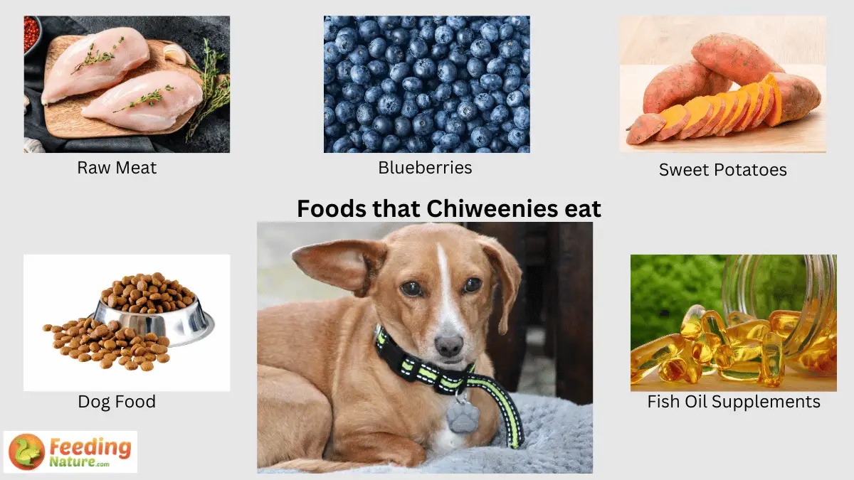What Do Chiweenies Eat? Chiweenie Culinary Chronicles - Feeding Nature