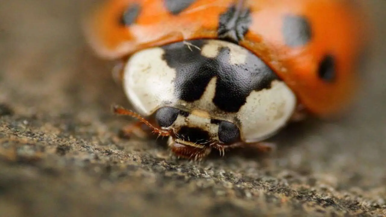 What do Ladybugs Eat [the Optimal Diet]